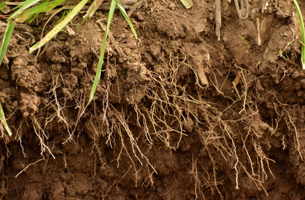 StarWalker Hay Farms ~ Organic Hay for the pets you love