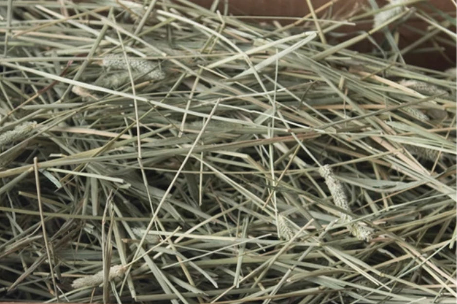 StarWalker Hay Farms ~ Organic Hay for the pets you love